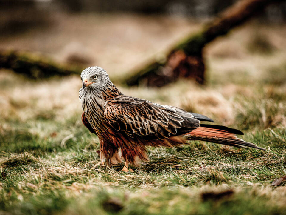 Rhayader - The outdoors Capital of Wales | Things to do